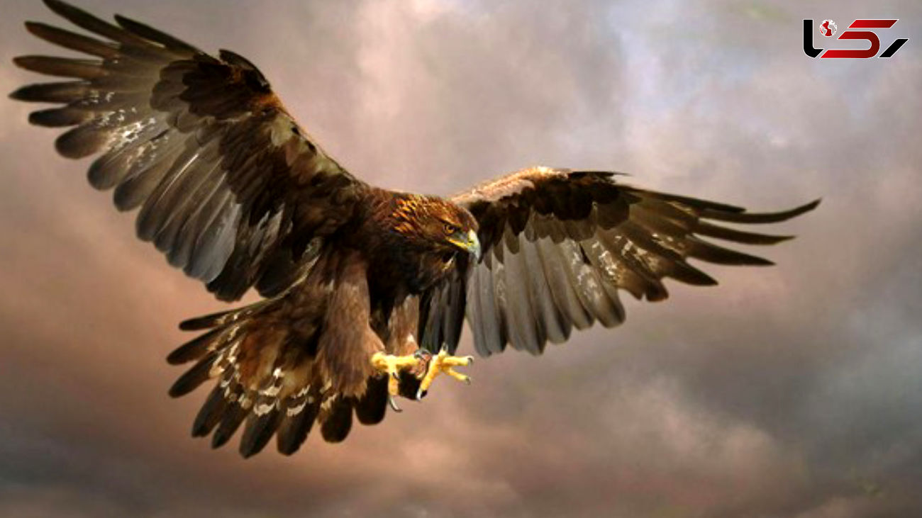لحظه بی نظیر شکار عقاب‌ها را در این فیلم ببینید